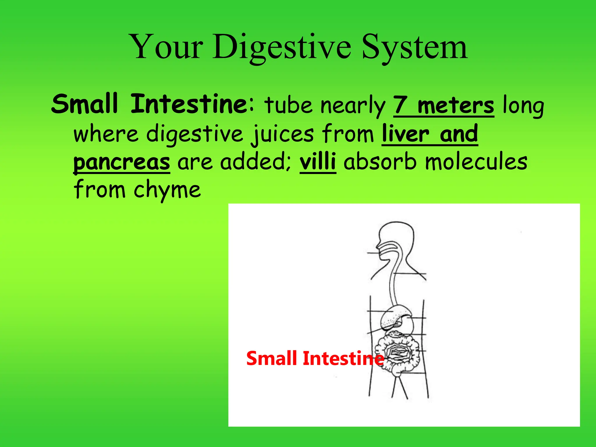 Digestive System Grade 4 igcse easy notes ppt | PPT