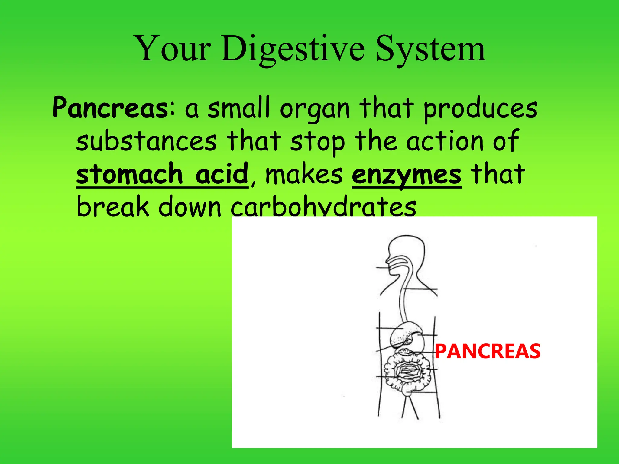 Digestive System Grade 4 igcse easy notes ppt | PPT