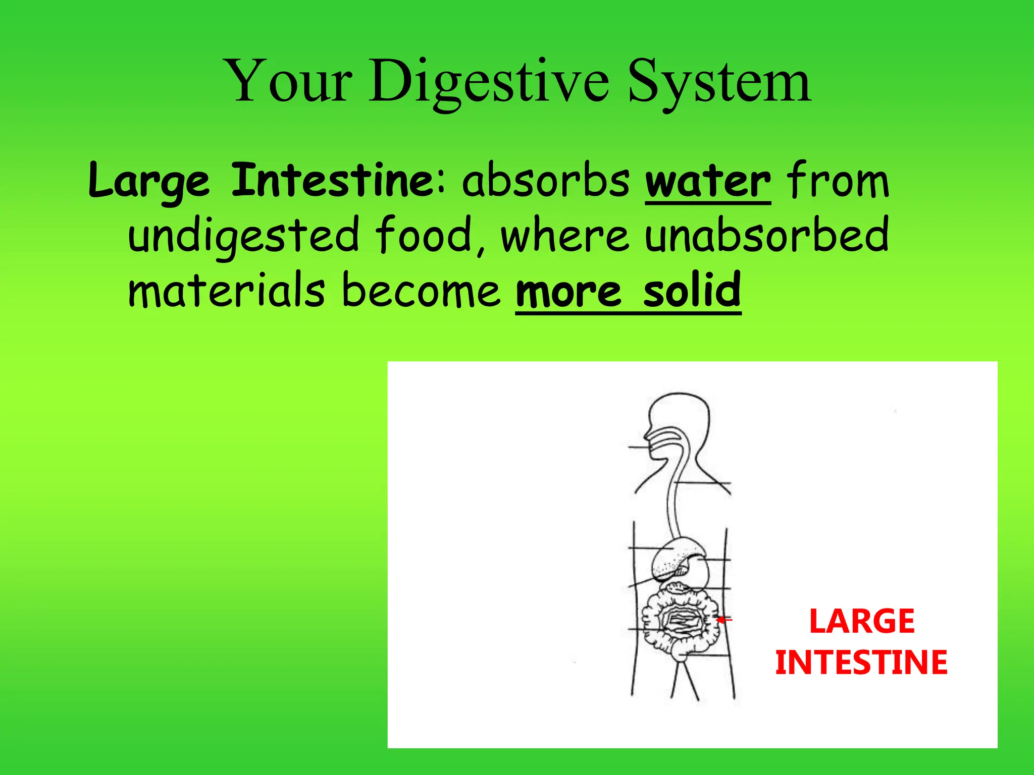 Digestive System Grade 4 igcse easy notes ppt | PPT | Nutrition ...