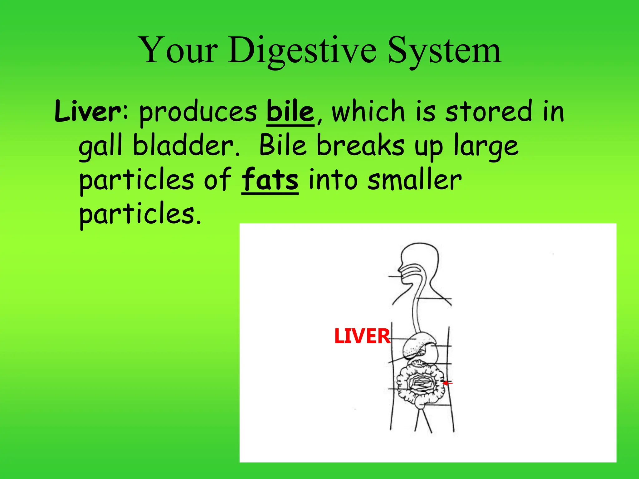 Digestive System Grade 4 igcse easy notes ppt | PPT