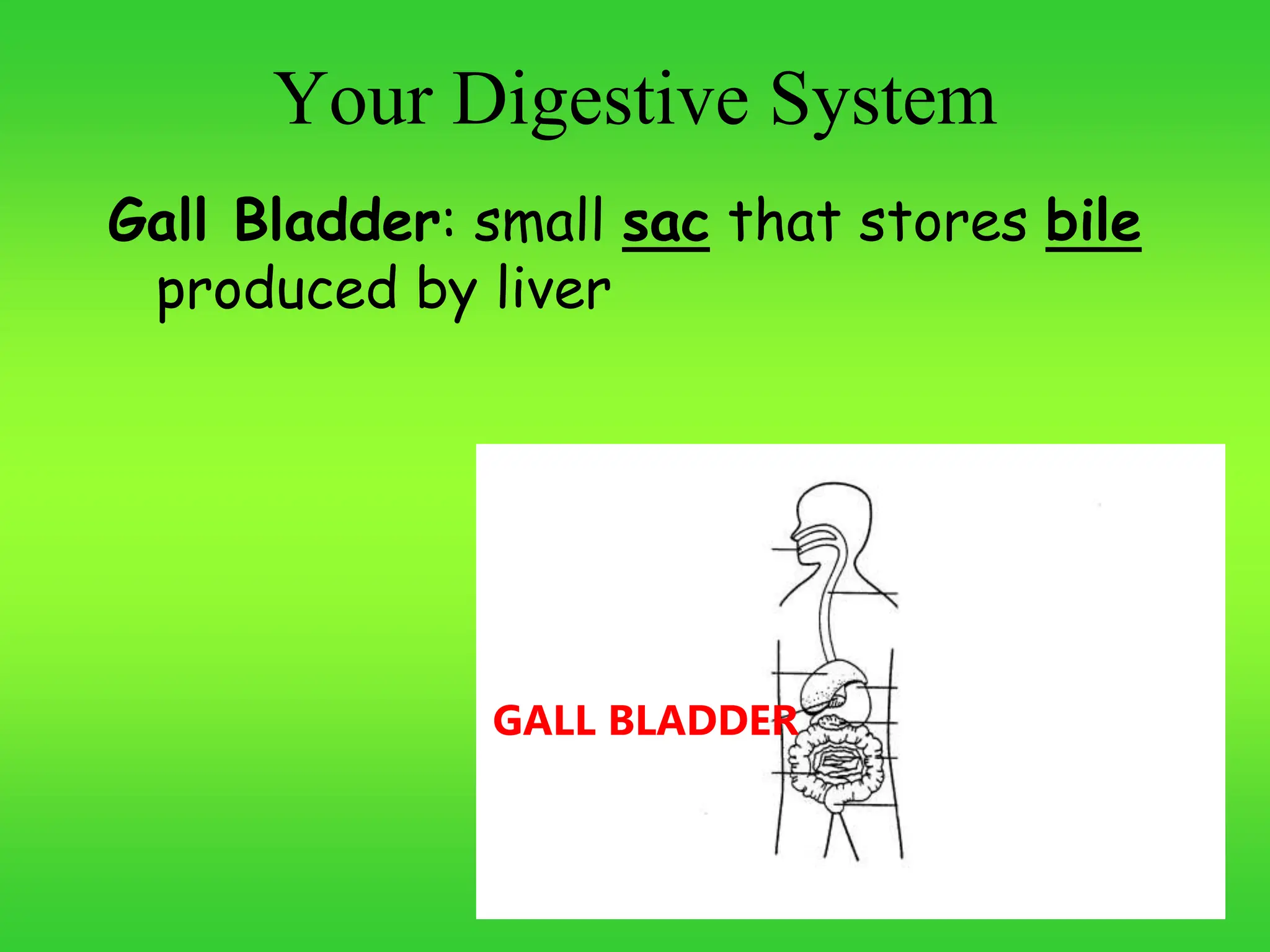Digestive System Grade 4 igcse easy notes ppt | PPT