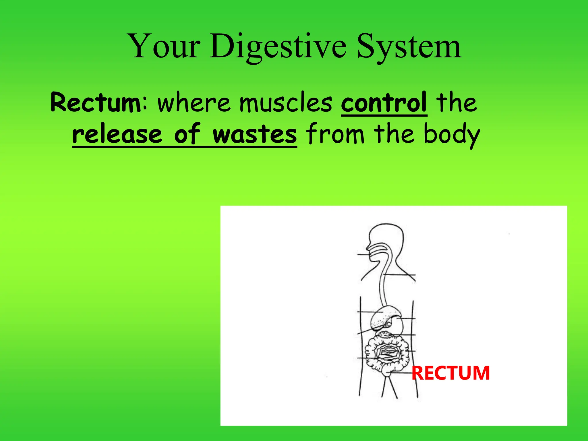 Digestive System Grade 4 igcse easy notes ppt | PPT