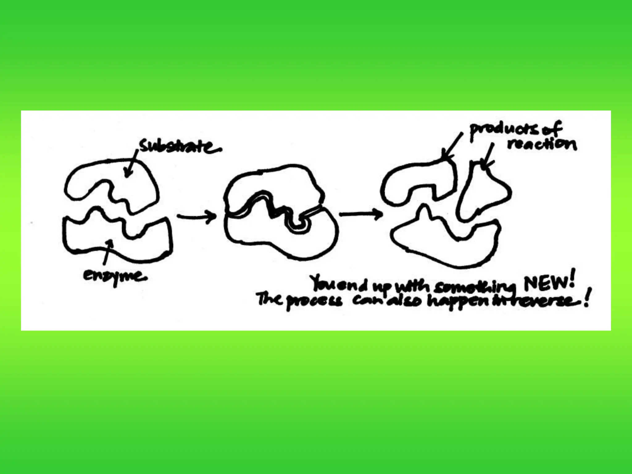 Digestive System Grade 4 igcse easy notes ppt | PPT