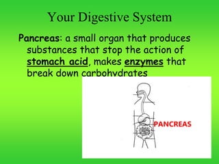 Digestive System Grade 4 igcse easy notes ppt | PPT