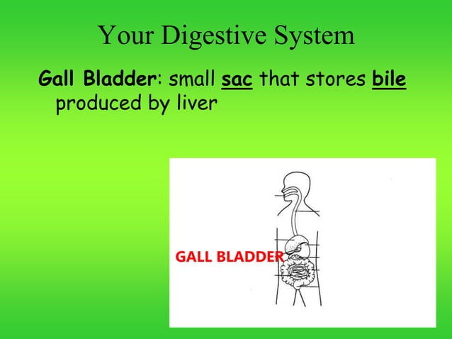 Digestive System Grade 4 igcse easy notes ppt | PPT | Nutrition ...