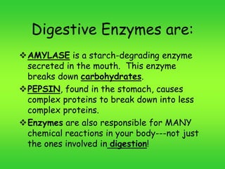 Digestive System Grade 4 igcse easy notes ppt | PPT | Nutrition ...