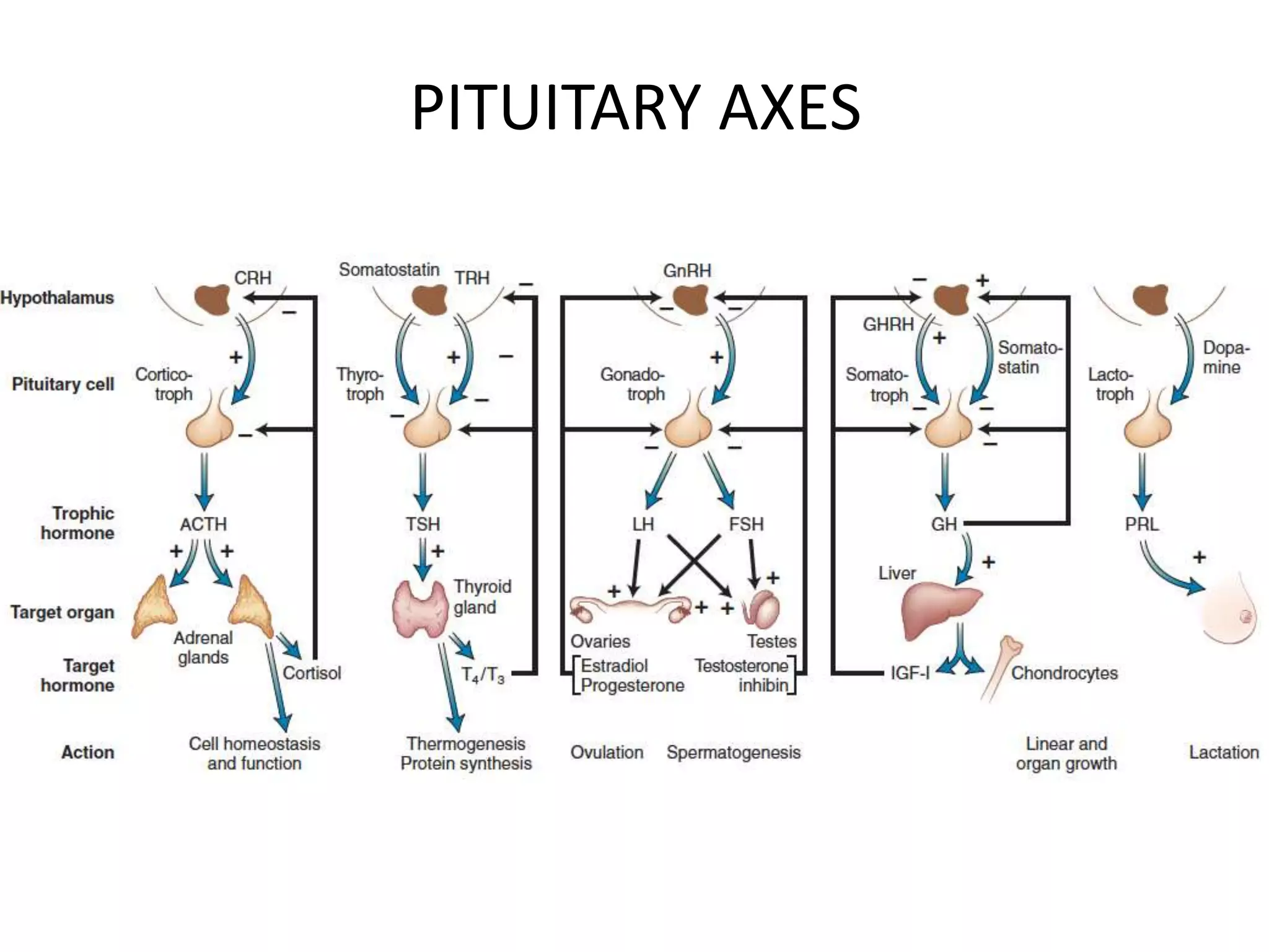 Hypopituitarism | PPTX