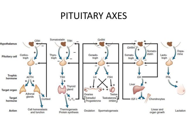 Hypopituitarism | PPTX