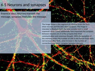 IBDP Biology _Neurones and Synapses.pptx