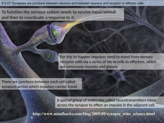 IBDP Biology _Neurones and Synapses.pptx