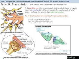 IBDP Biology _Neurones and Synapses.pptx