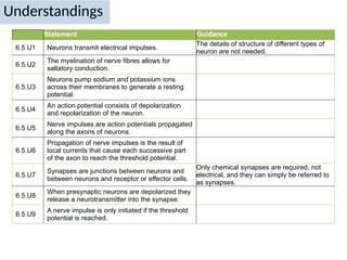 IBDP Biology _Neurones and Synapses.pptx