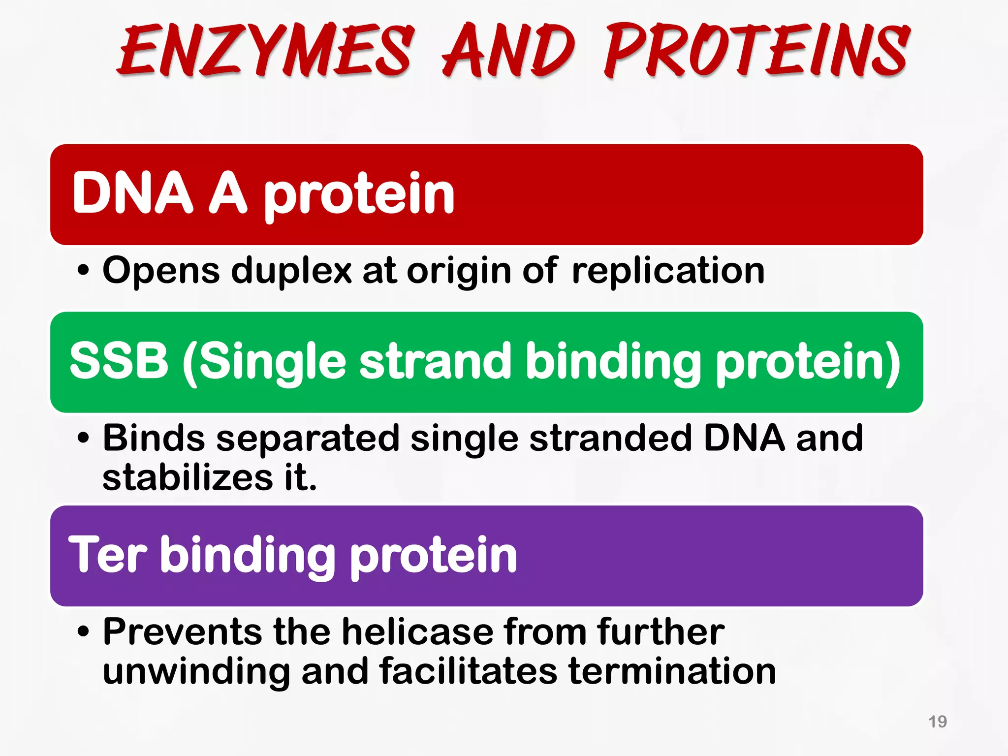 DNA Replication - | PDF