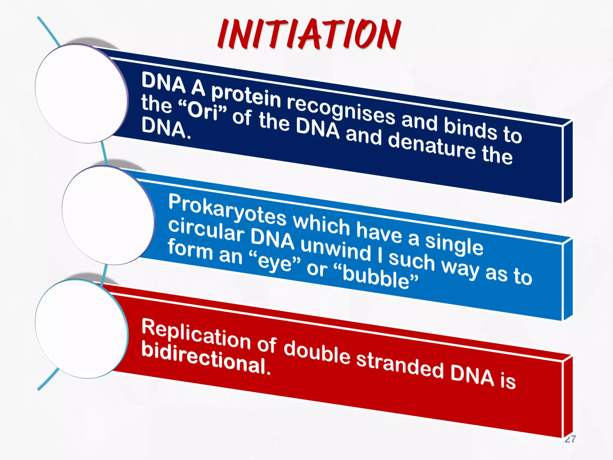 DNA Replication - | PDF