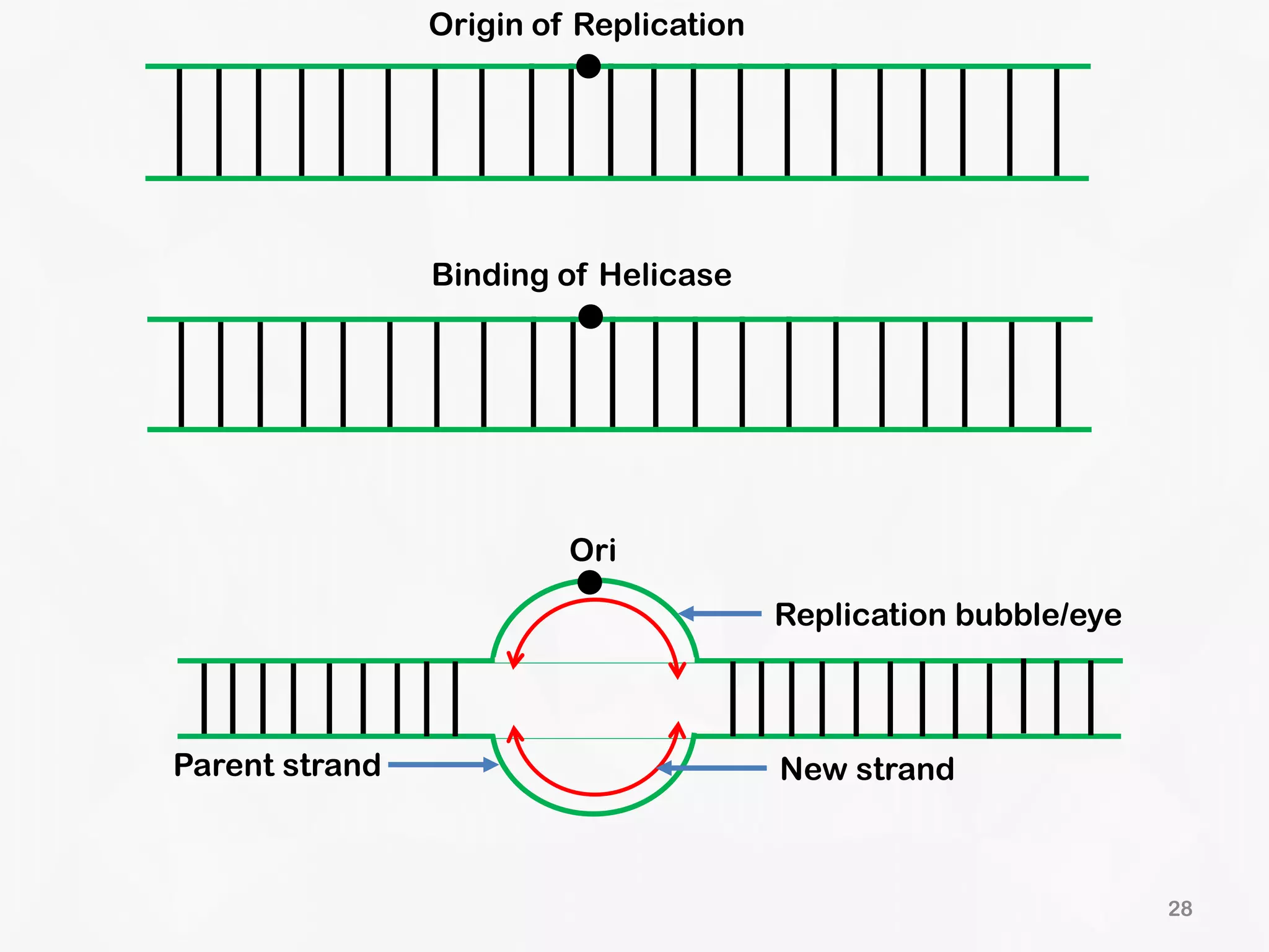DNA Replication - | PDF