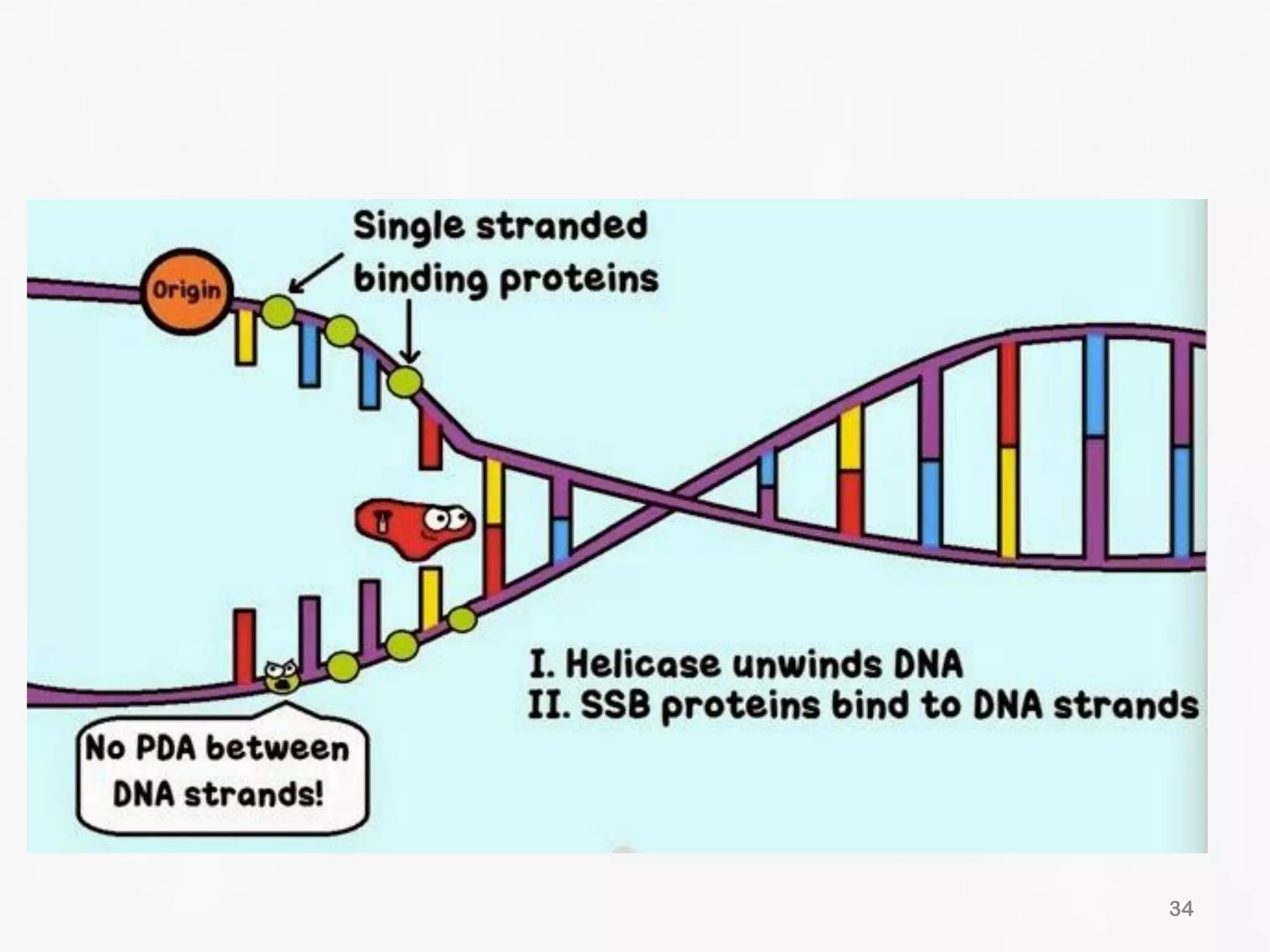 DNA Replication - | PDF