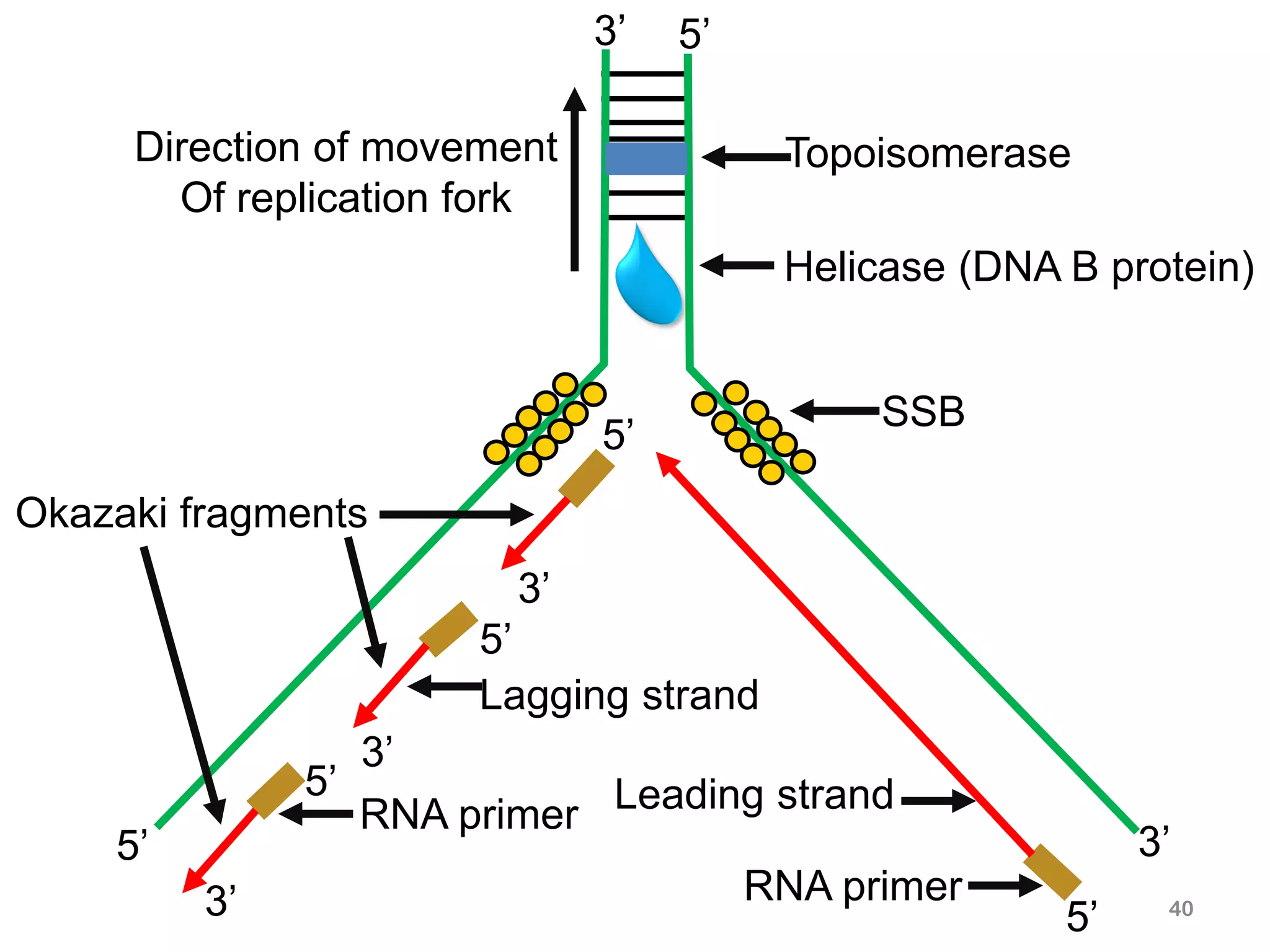 DNA Replication - | PDF