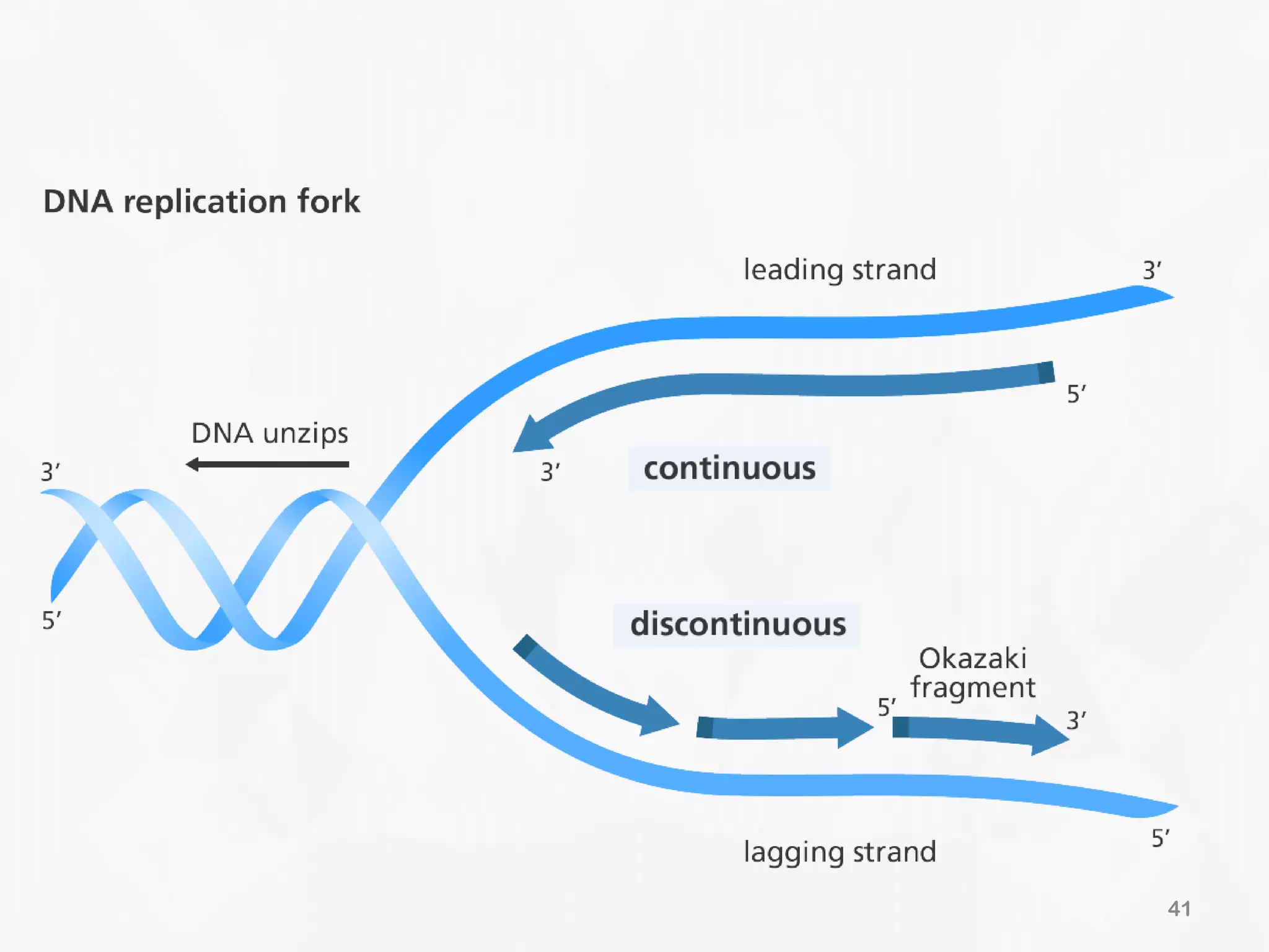 DNA Replication - | PDF