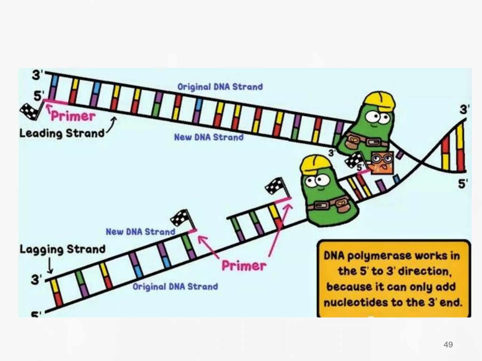 DNA Replication - | PDF