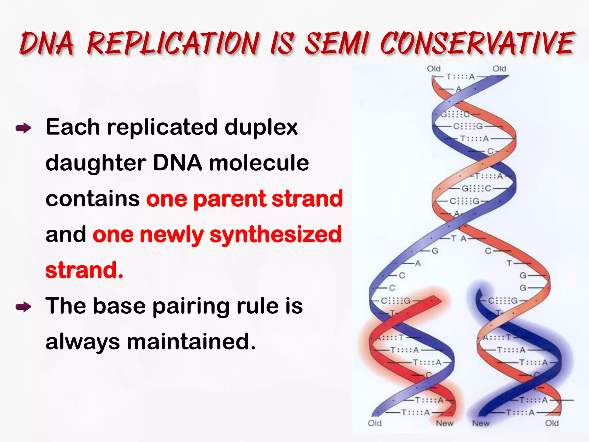 DNA Replication - | PDF