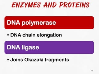 DNA Replication - | PDF