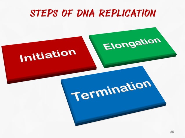 DNA Replication - | PDF