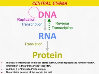 DNA Replication - | PDF