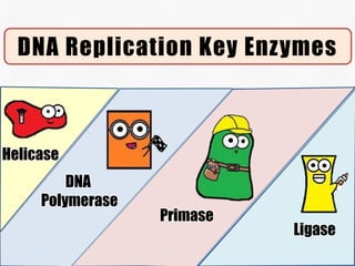 Dna Replication Cartoon