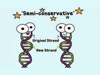 Dna Replication Cartoon