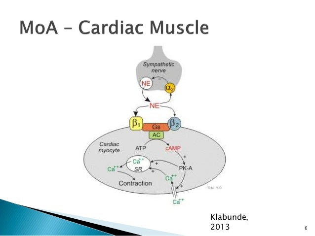 The Pharmacology of Beta-Blockers
