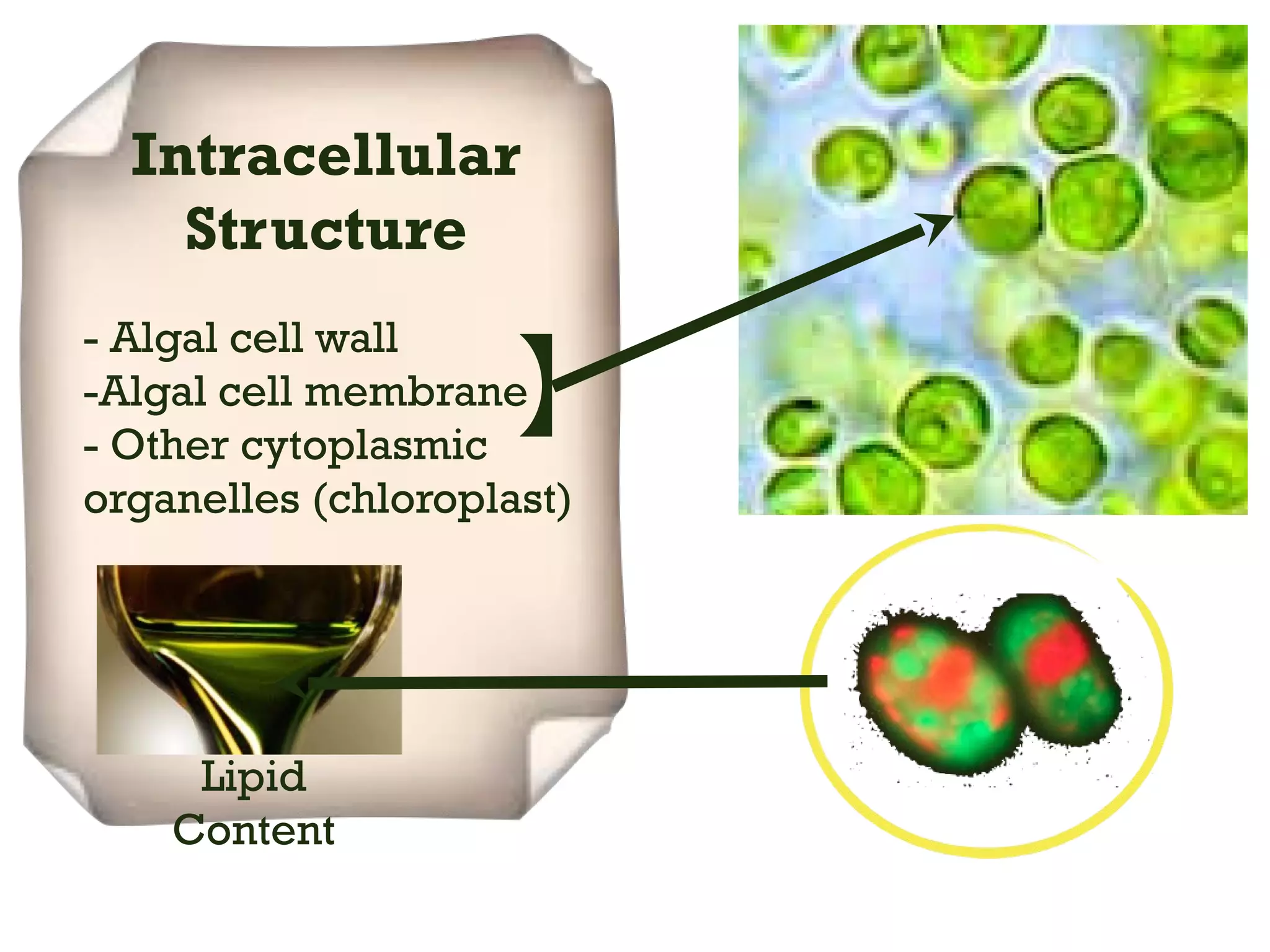 Algae Oil Extraction presentation | PPT | Chemistry | Science