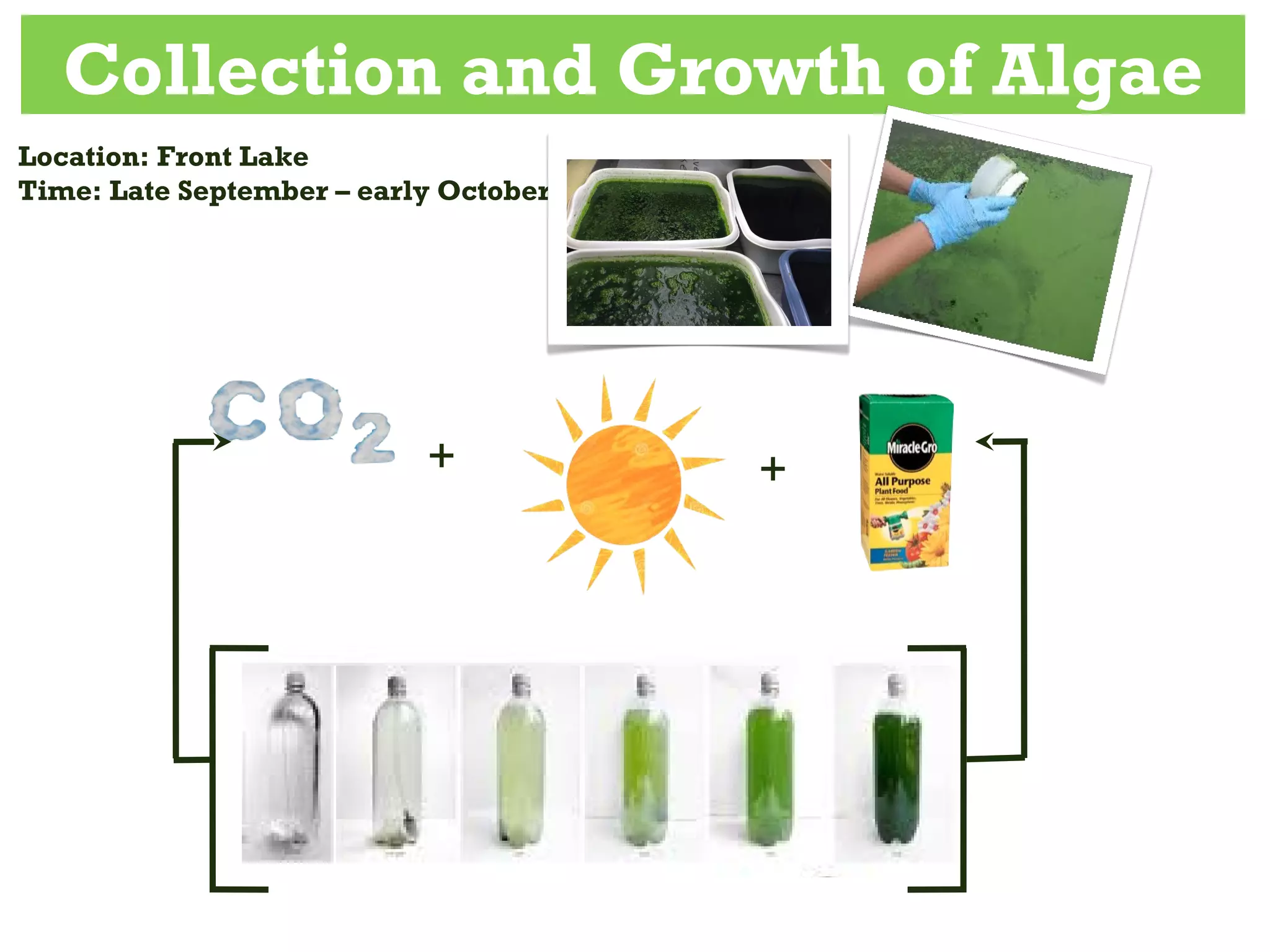 Algae Oil Extraction presentation | PPT | Chemistry | Science