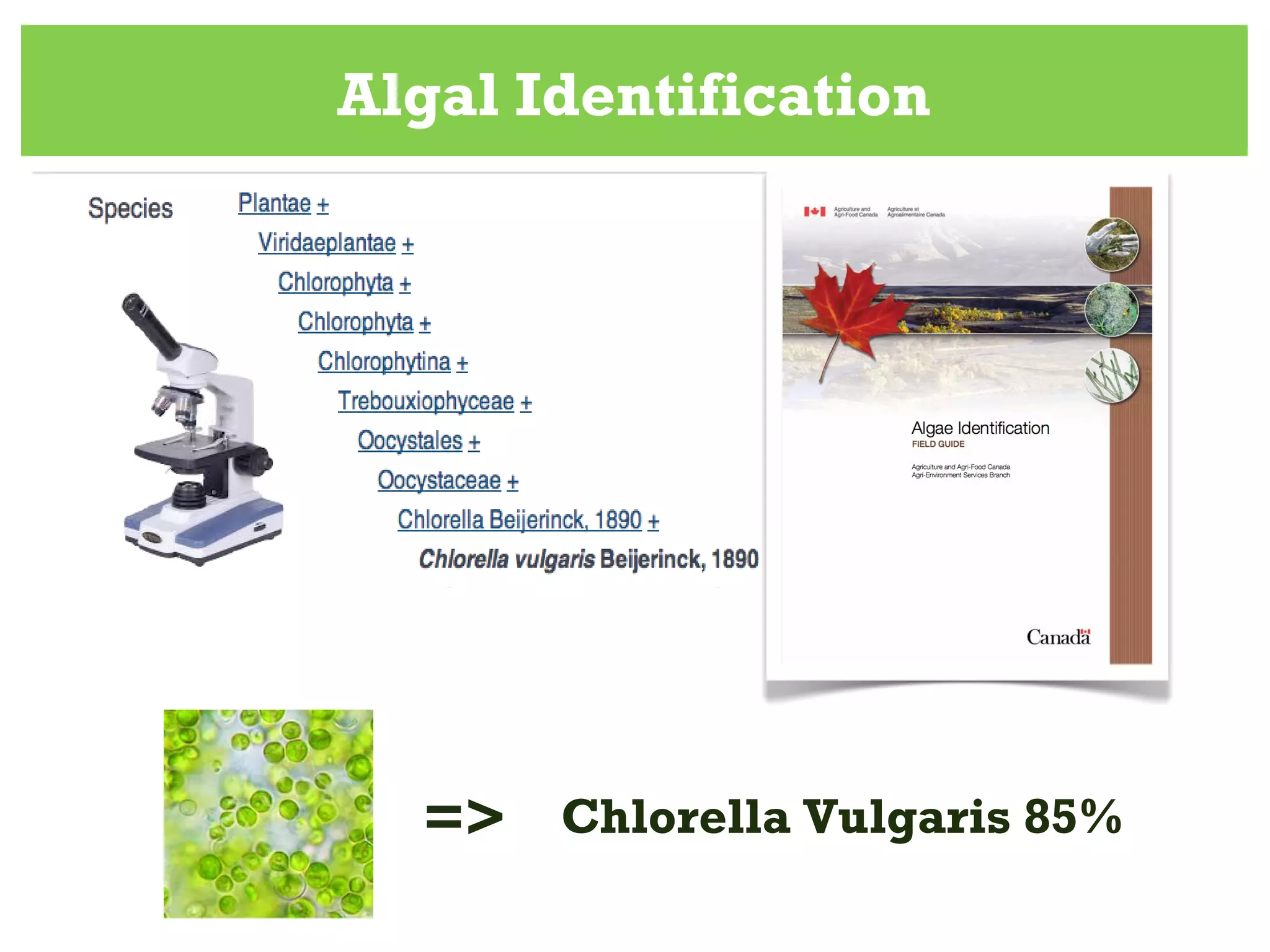 Algae Oil Extraction presentation | PPT | Chemistry | Science
