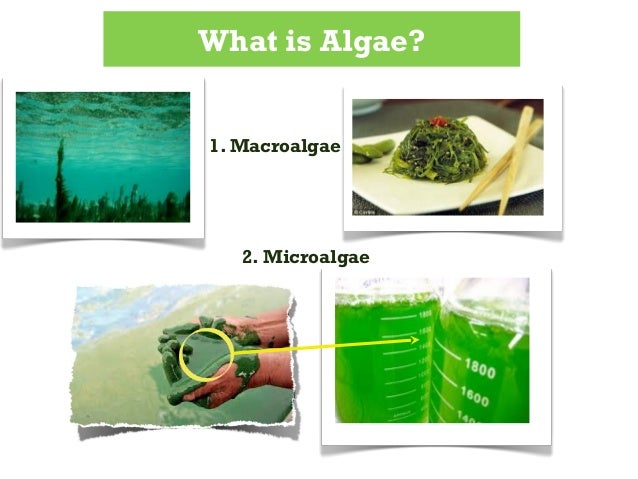 Algae Oil Extraction presentation