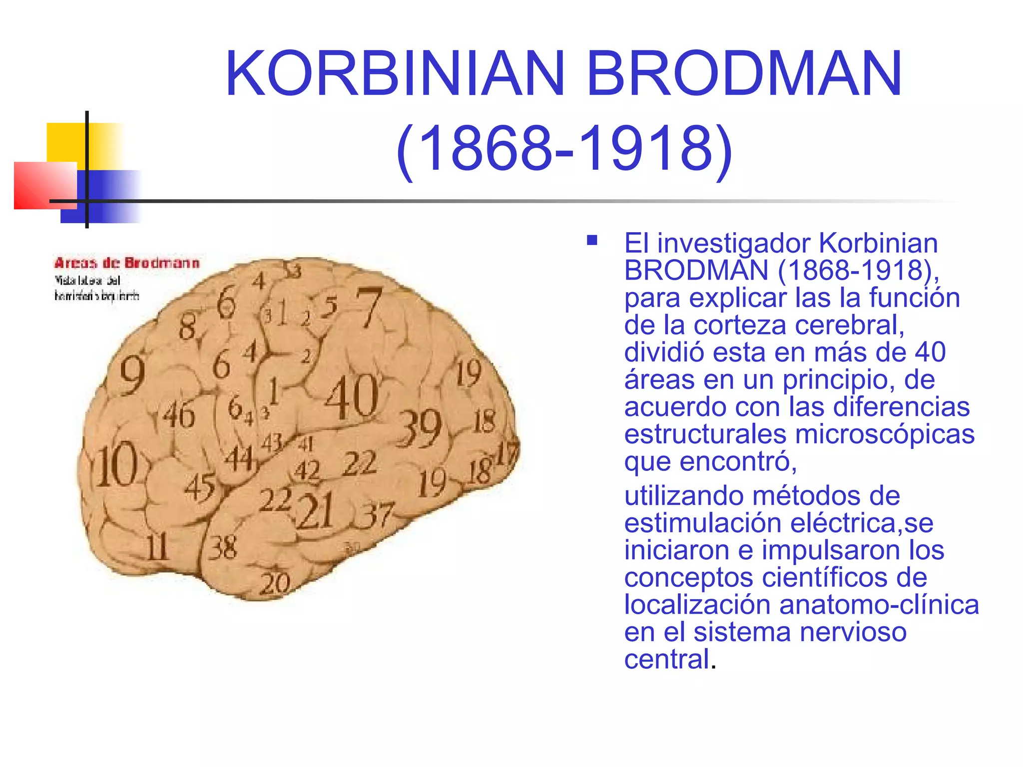 6635670 areas-de-brodmann | PPT