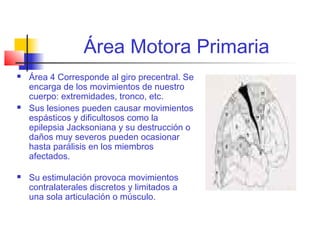 6635670 areas-de-brodmann | PPT