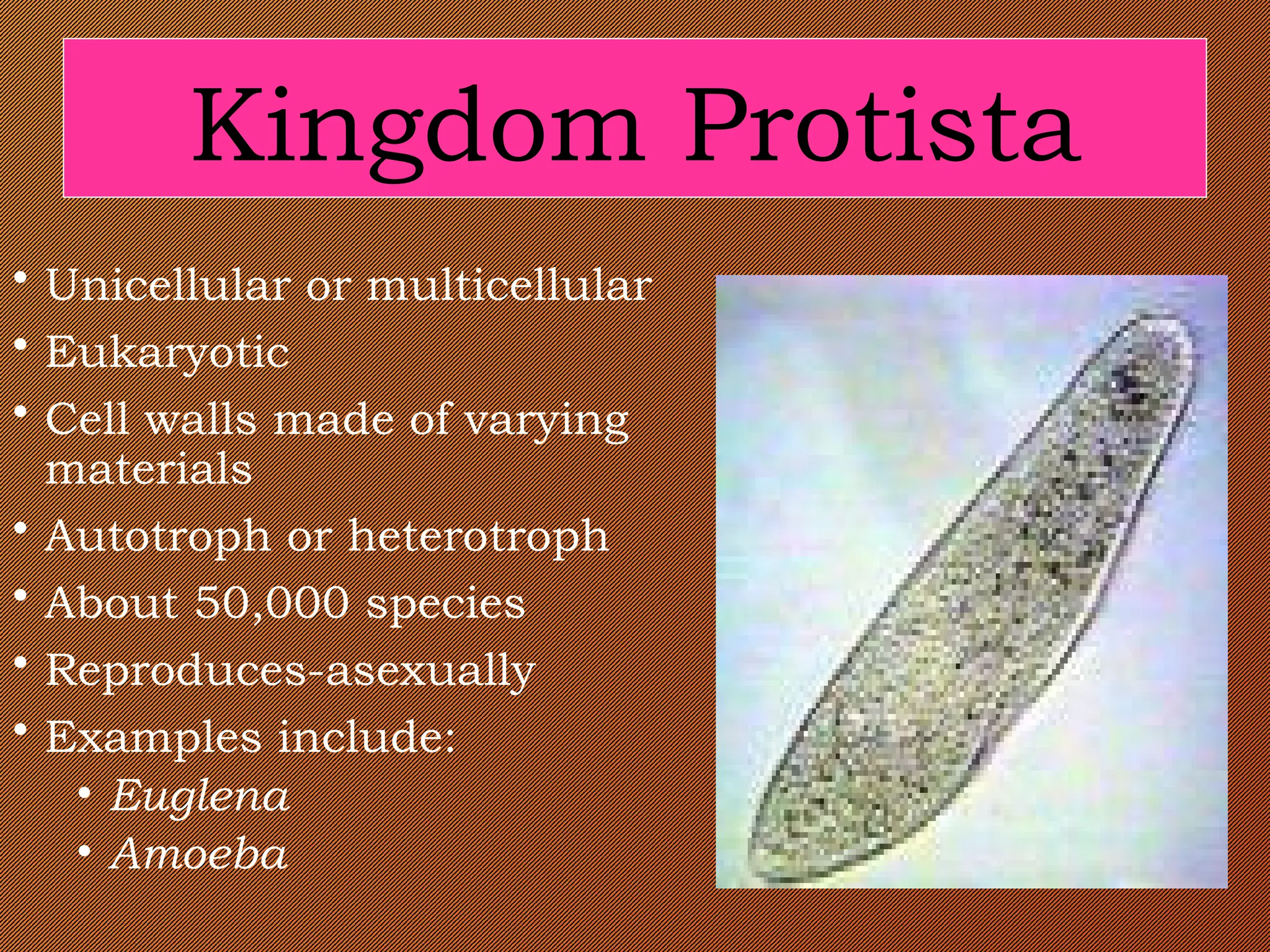 Taxonomy ppt class with introduction nd classification | PPTX