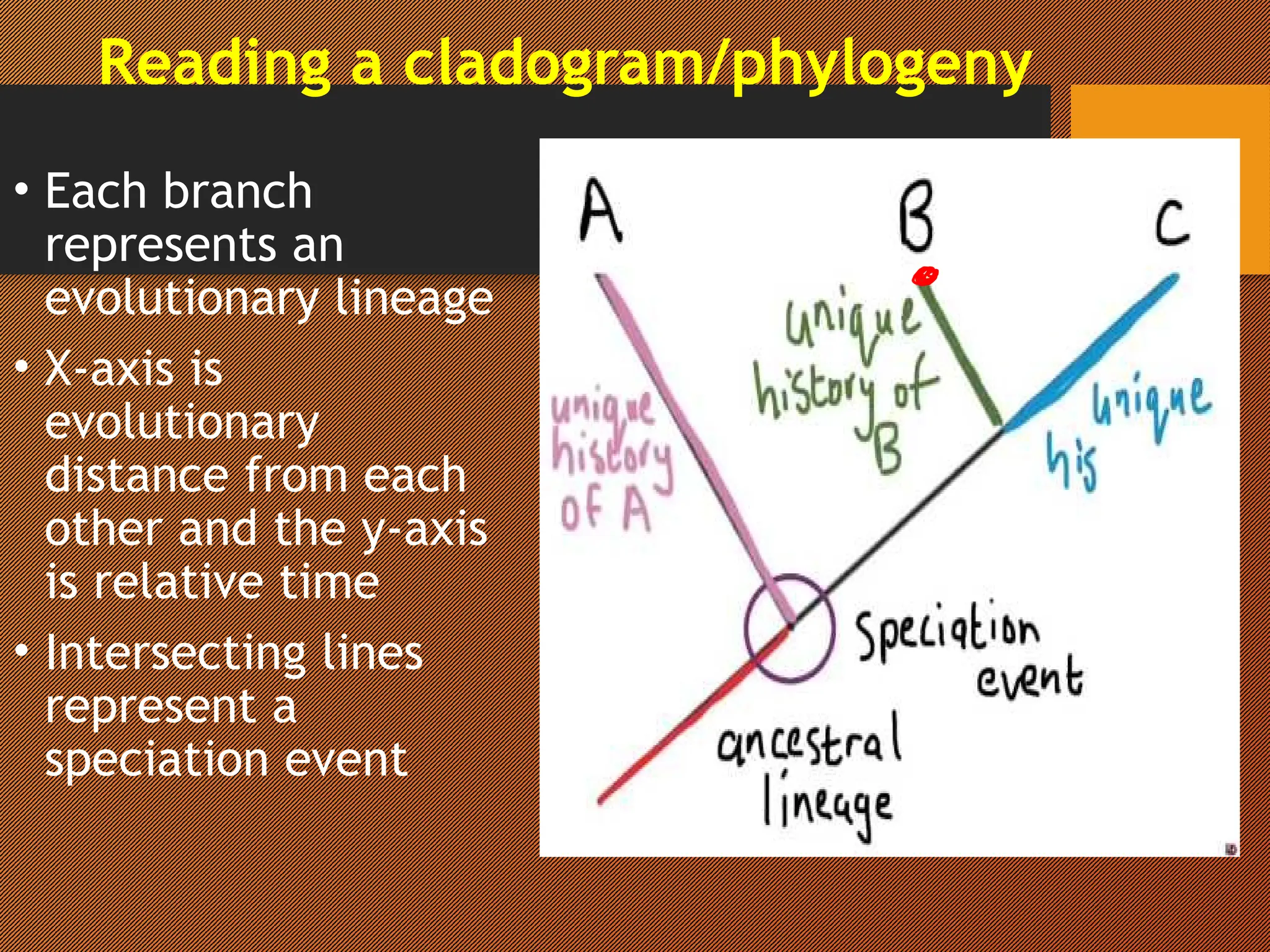 Taxonomy ppt class with introduction nd classification | PPT