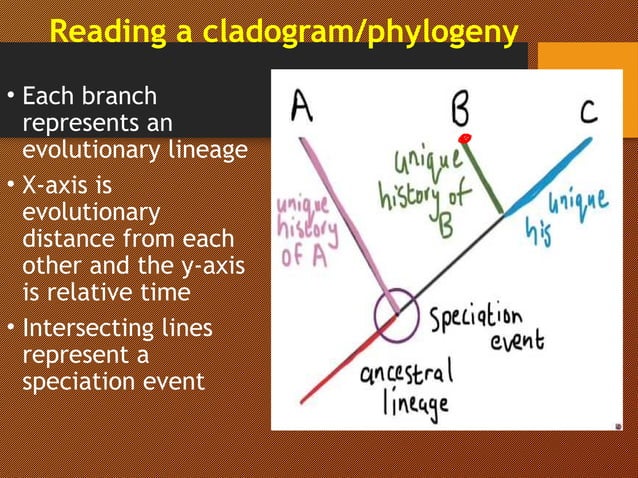 Taxonomy ppt class with introduction nd classification | PPT