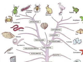 Taxonomy ppt class with introduction nd classification | PPTX