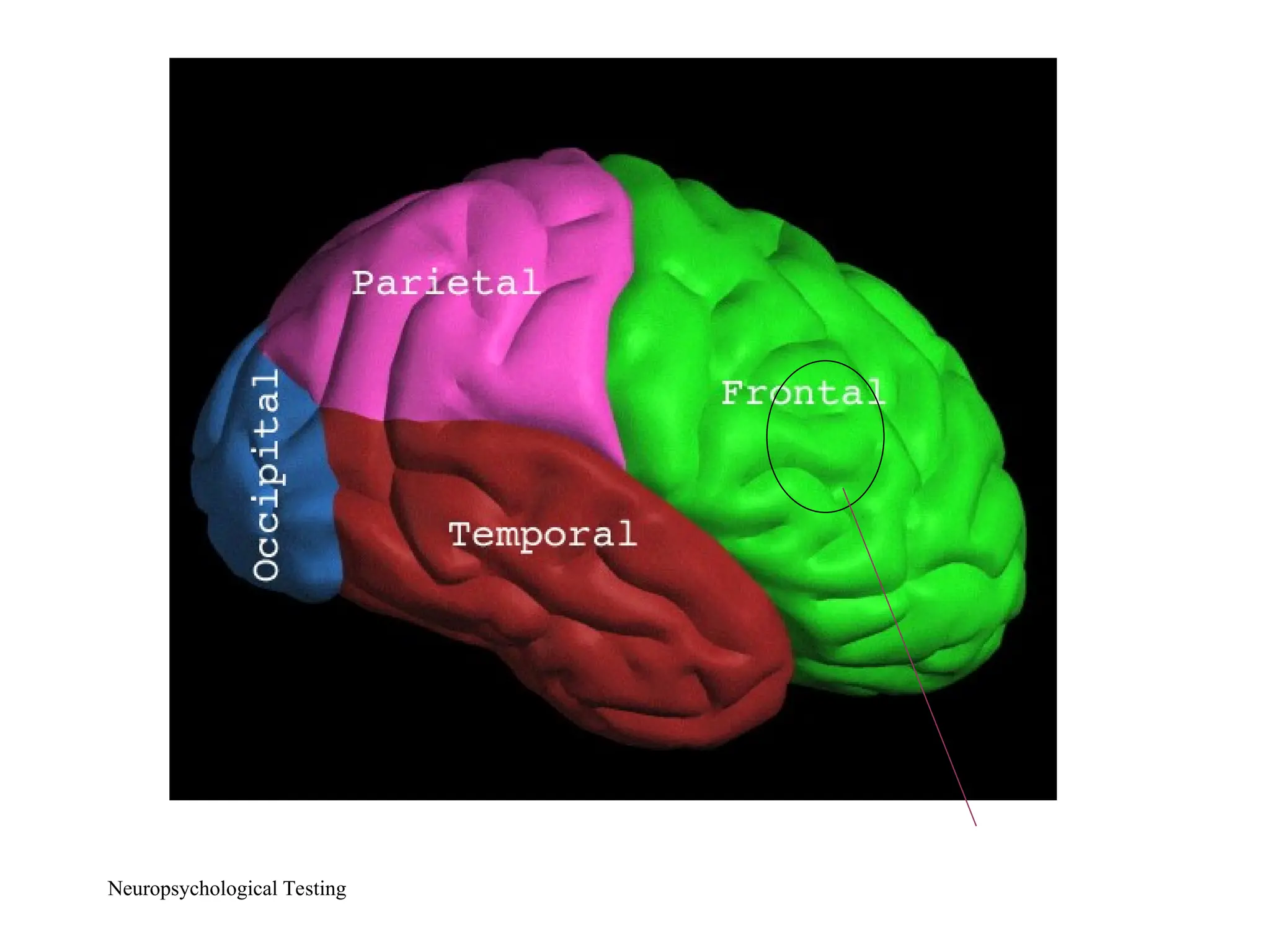 overview Neuropsychological Assessment in practise | PPT