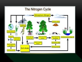 Soil Microbiology & Nitrogen Cycle | PPTX