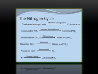 Soil Microbiology & Nitrogen Cycle | PPTX