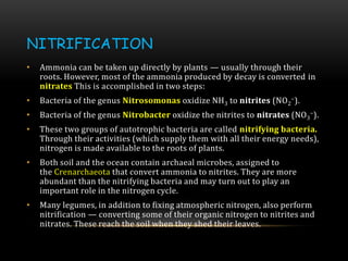 Soil Microbiology & Nitrogen Cycle | PPTX