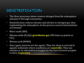 Soil Microbiology & Nitrogen Cycle | PPTX