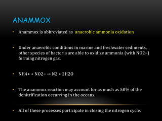 Soil Microbiology & Nitrogen Cycle | PPTX