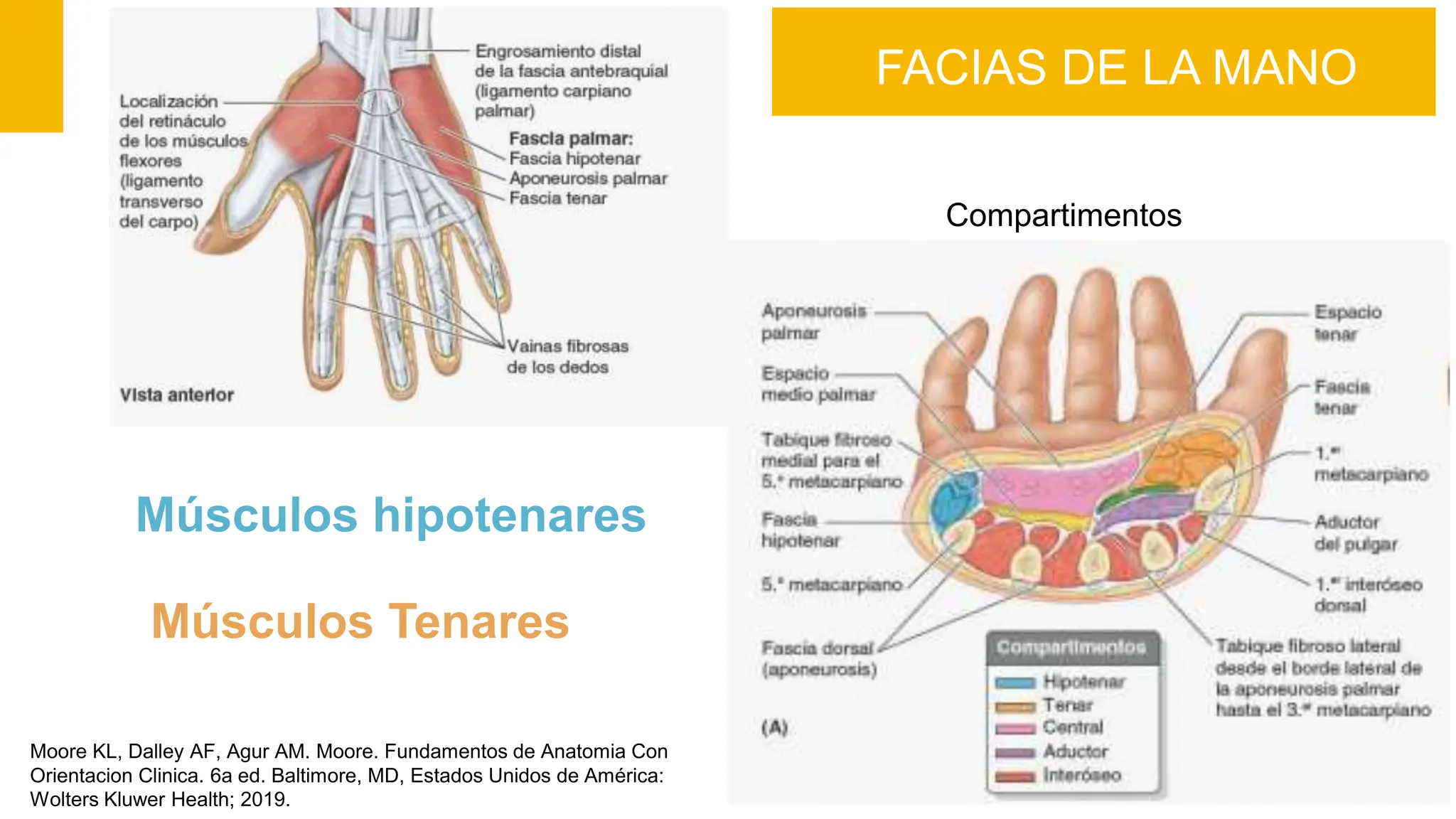 anatomia de la mano completa huesos, region palamar y dorlsal | PPTX