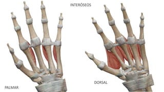 anatomia de la mano completa huesos, region palamar y dorlsal | PPTX