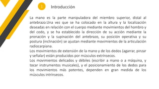 anatomia de la mano completa huesos, region palamar y dorlsal | PPTX