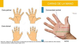 anatomia de la mano completa huesos, region palamar y dorlsal | PPTX